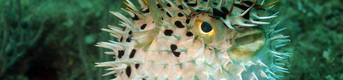 PufferFish ROV – SeaMATE