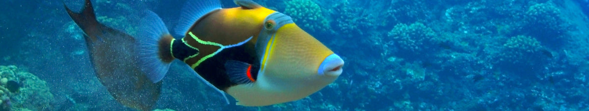 TriggerFish ROV – SeaMATE